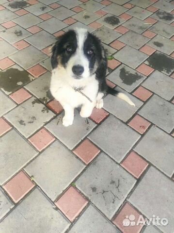 Маленькая собака в добрые руки