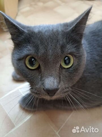 Русский голубой Кот