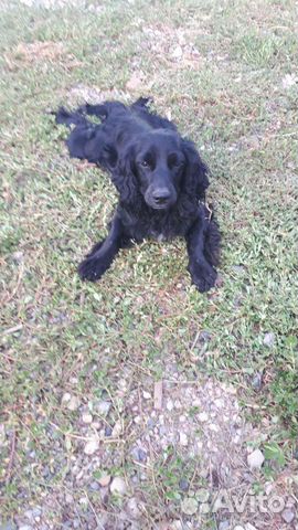 Спаниель вязка