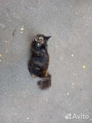 Кошечка-подросток Манижа