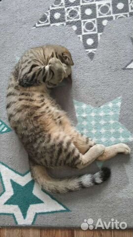 Шотландский котик