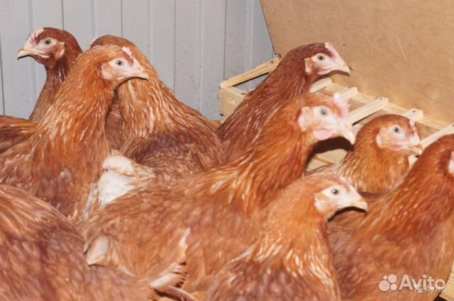 Куры Молодки