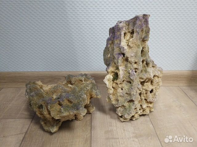 Песчанник аквариумный