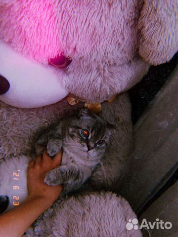 Кот Британец-Шотландец