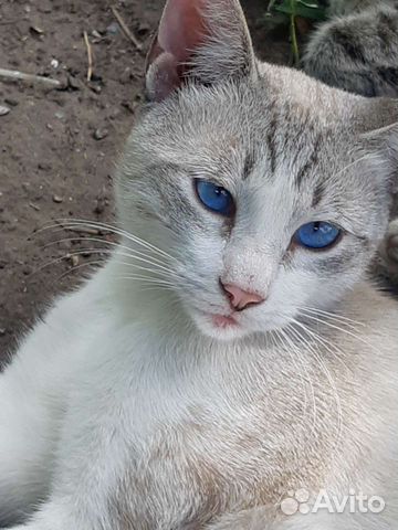 Кот с невероятно красивыми глазами