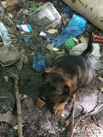 Щеночки в беде