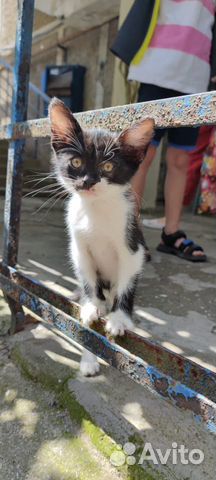 Котёнок мальчик в добрые руки