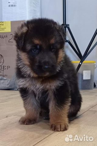 Щенки немецкой овчарки из питомника