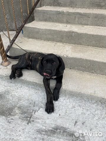 Кане Корсо мальчик 4 месяца