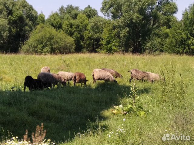 Овцы бараны романовские