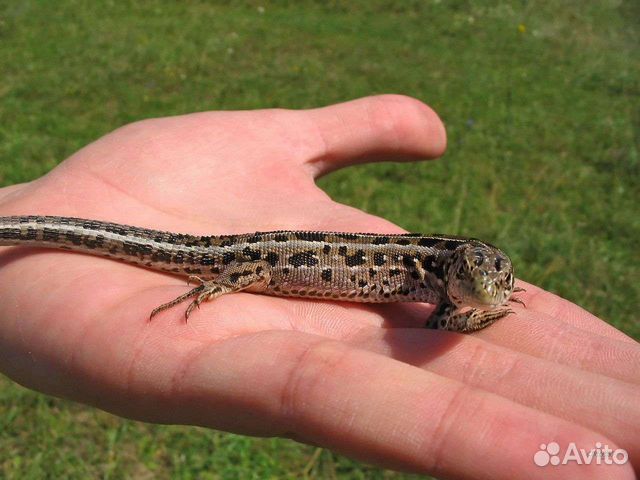 Прыткая ящерица