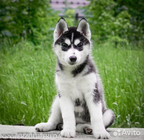 Высокопородные щенки сибирский хаски