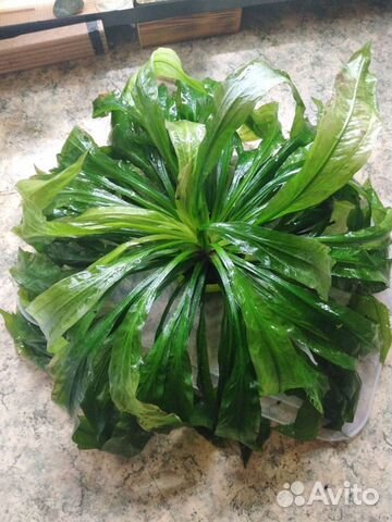 Эхинодорус