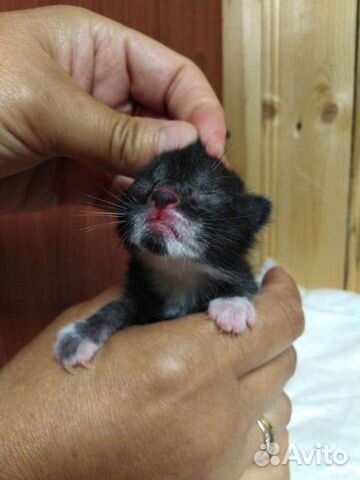 Котята бесплатно