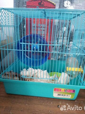 Хомяк с клеткой