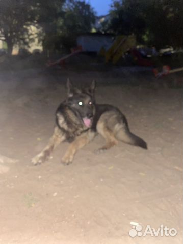 Потеряна собака немецкая овчарка