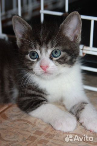 Котенок 1мес