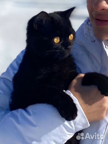 Британские котята
