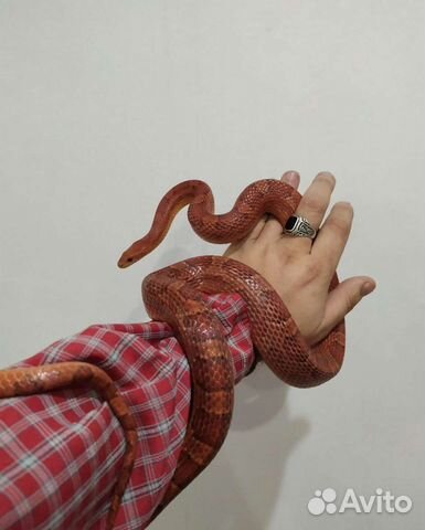 Змея Маисовый полоз