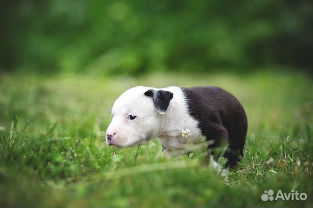 Стаффордширский терьер