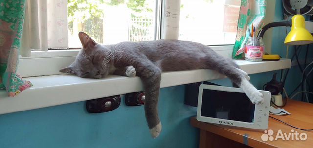 Прибился кот