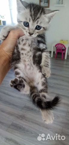 Кошка(помесь шотландки)