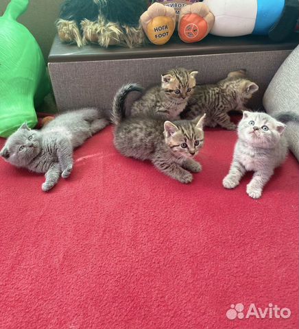 Котята шотландцы
