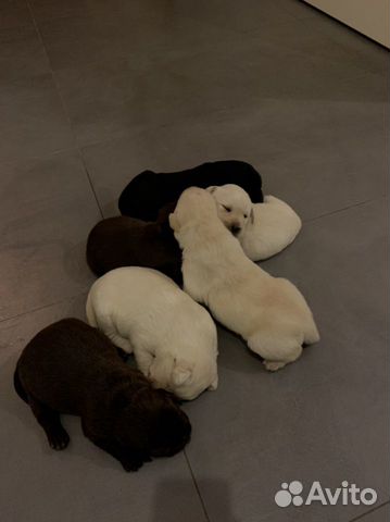 Щенки лабрадора