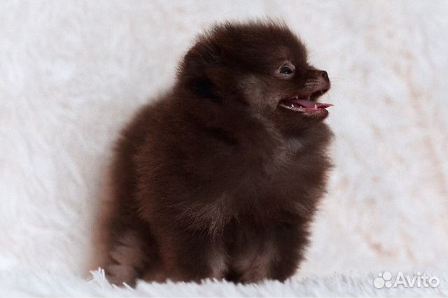 Шпиц - девочка конфеточка