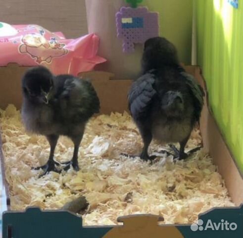 Цыпленок Ухейилюй