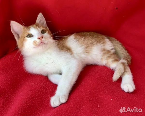 Рыжие котята в добрые руки