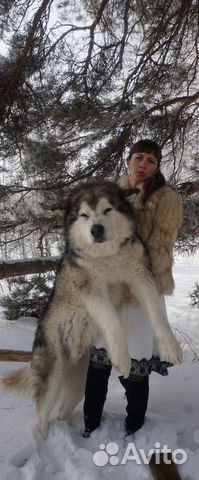 Дети Ван Хельсинга