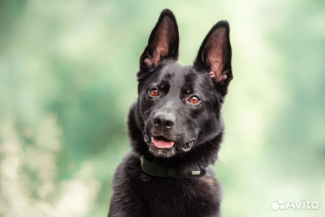 Сириус черный пес ищет дом