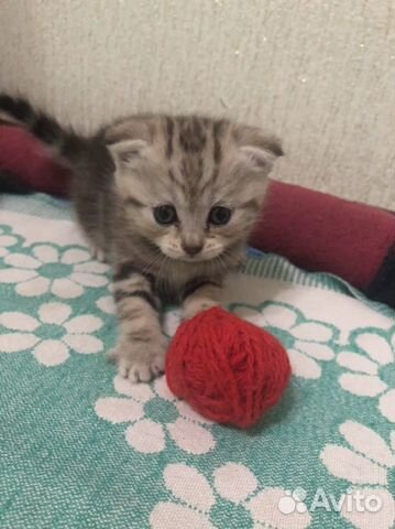 Шотландская вислоухие котята