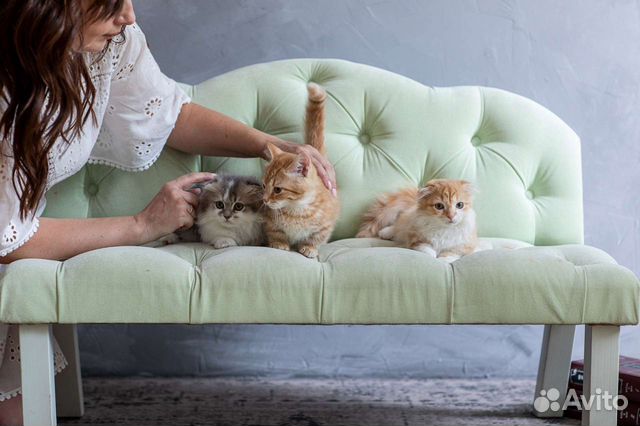 Мальчики манчкин (фолд/страйт)