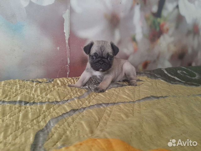 Мопсянички