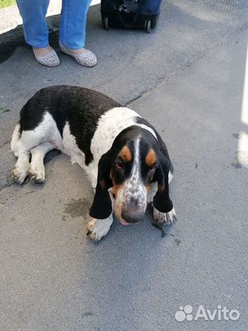 Бассет хаунд