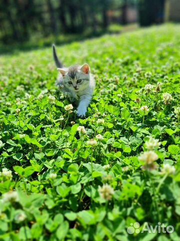 Продам кошечку Британку