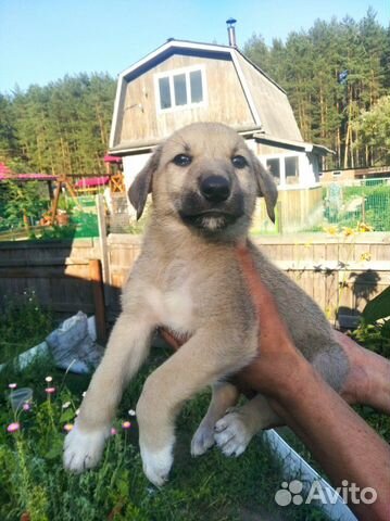 Щенок в хорошие руки