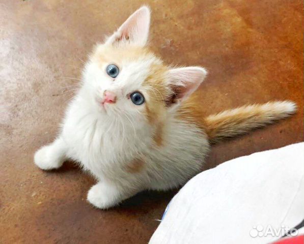 Котенок в добрые руки