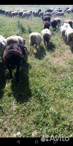 Овцы бараны