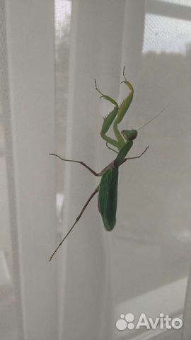 Насекомое богомол