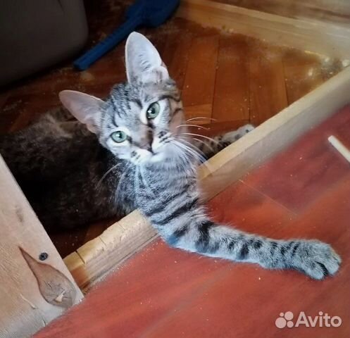 Котопринцесса Лея ищет дом