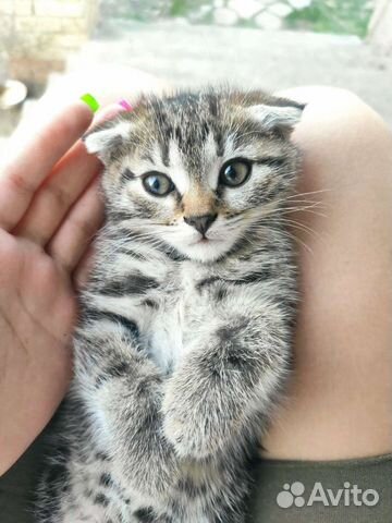 Котята в добрые руки даром