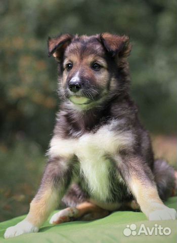 Фортуна. Маленький щенок. Бесплатно