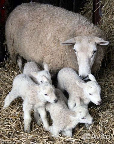 Овцы и ягната