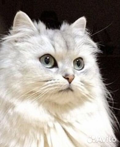 Высокопородные котята персидской шиншиллы