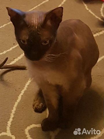 Потерялся кот