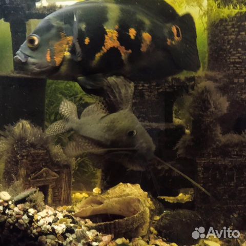 Рыба Астронотус