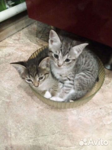 Говорящие котята